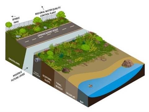 Horizontal Levee Pilot Project – City of Palo Alto, CA
